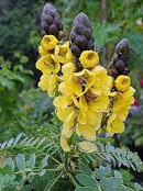 Cassia, Popcorn Plant - A+ Garden Center | Duluth, Minnesota | Plants ...
