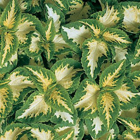 Coleus, Green Jade - A+ Garden Center | Duluth, Minnesota | Plants ...