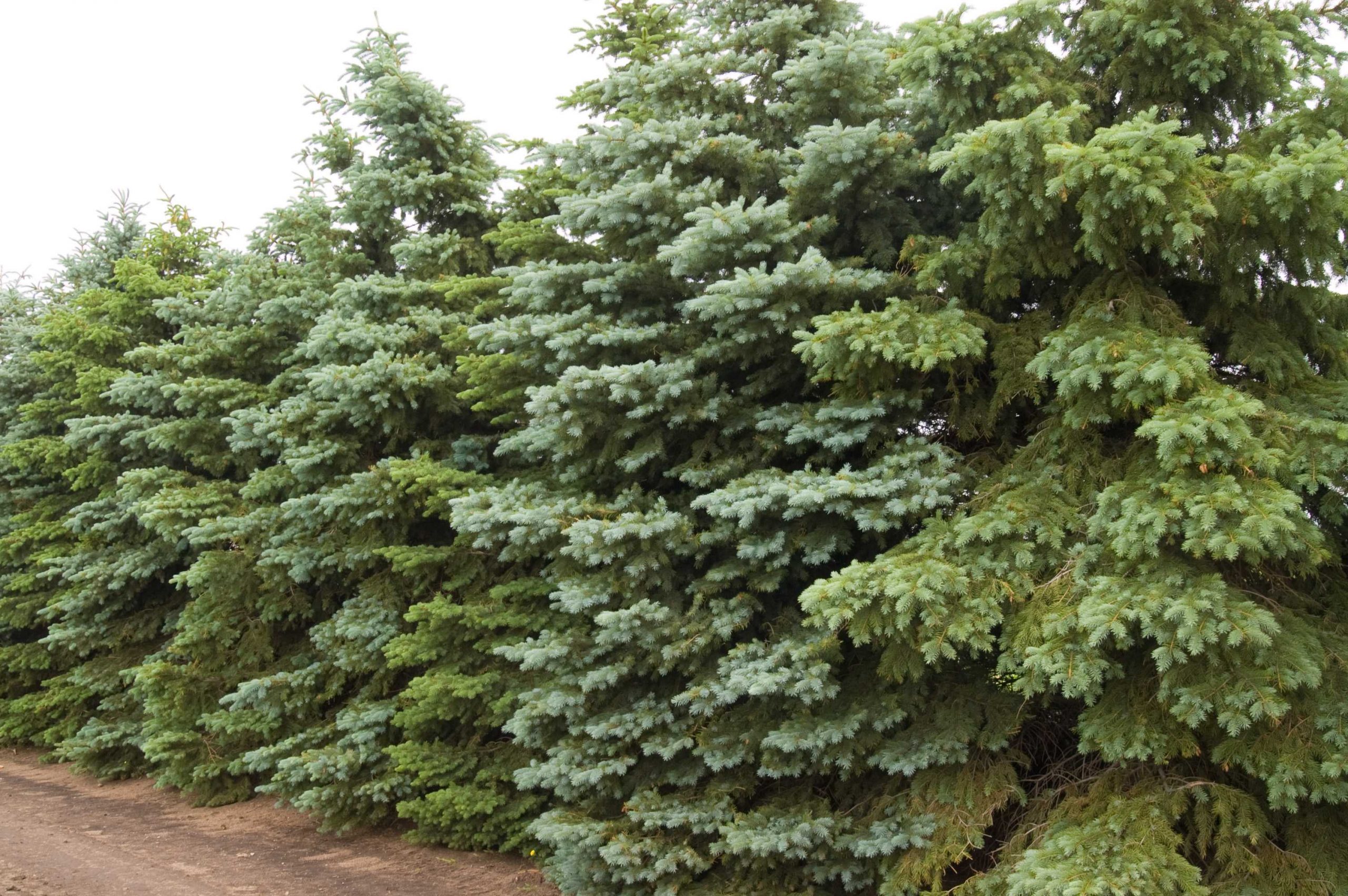 Spruce, Colorado - A+ Garden Center | Duluth, Minnesota | Plants, Trees ...