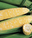 Corn, Chubby Checkers - A+ Garden Center | Duluth, Minnesota | Plants ...