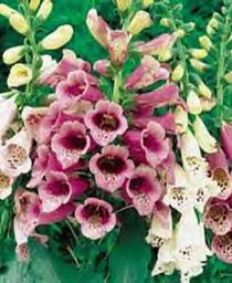 Foxglove, Foxy Mix - A+ Garden Center | Duluth, Minnesota | Plants ...