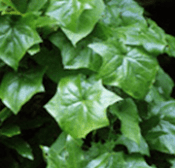 Accents - German Ivy, Green - A+ Garden Center | Duluth, Minnesota ...