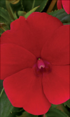 Impatiens, SunPatiens Compact Fire Red - A+ Garden Center | Duluth ...