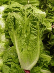 Lettuce, Romaine - A+ Garden Center | Duluth, Minnesota | Plants, Trees ...