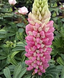Lupine, Mini Gallery Pink Bicolor - A+ Garden Center | Duluth ...