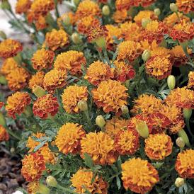 Marigold, Dwarf Bi-Color - A+ Garden Center | Duluth, Minnesota ...
