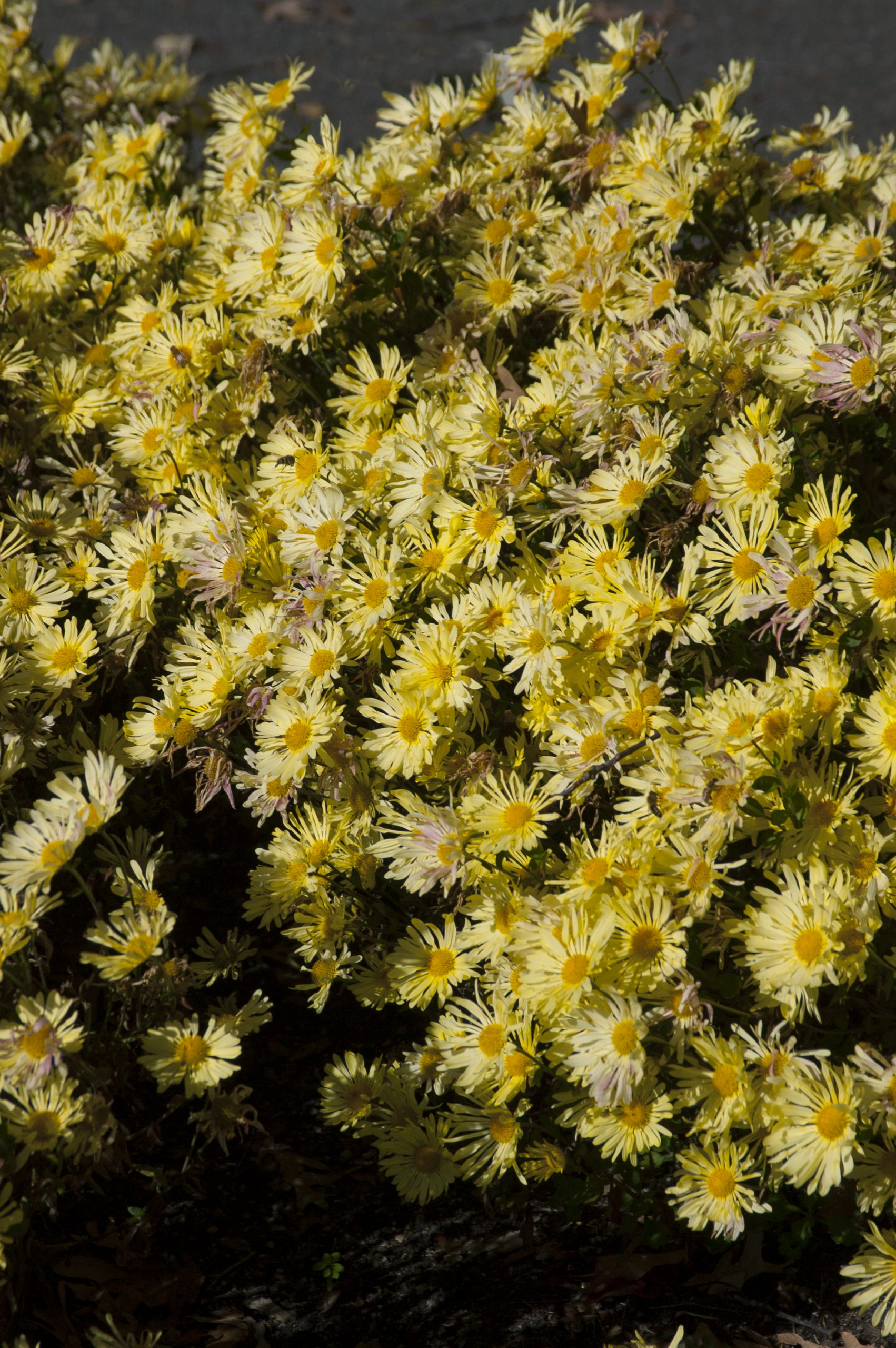 Mum, Mammoth Yellow Quill Daisy - A+ Garden Center | Duluth, Minnesota ...