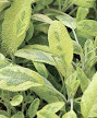 Sage, Golden Variegated - A+ Garden Center | Duluth, Minnesota | Plants ...