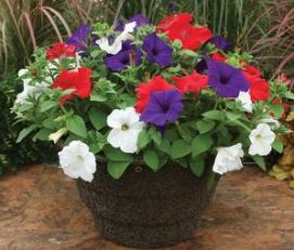 Saguna Salute Improved Mix - A+ Garden Center | Duluth, Minnesota ...