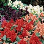 Salvia, Dwarf Red - A+ Garden Center | Duluth, Minnesota | Plants ...