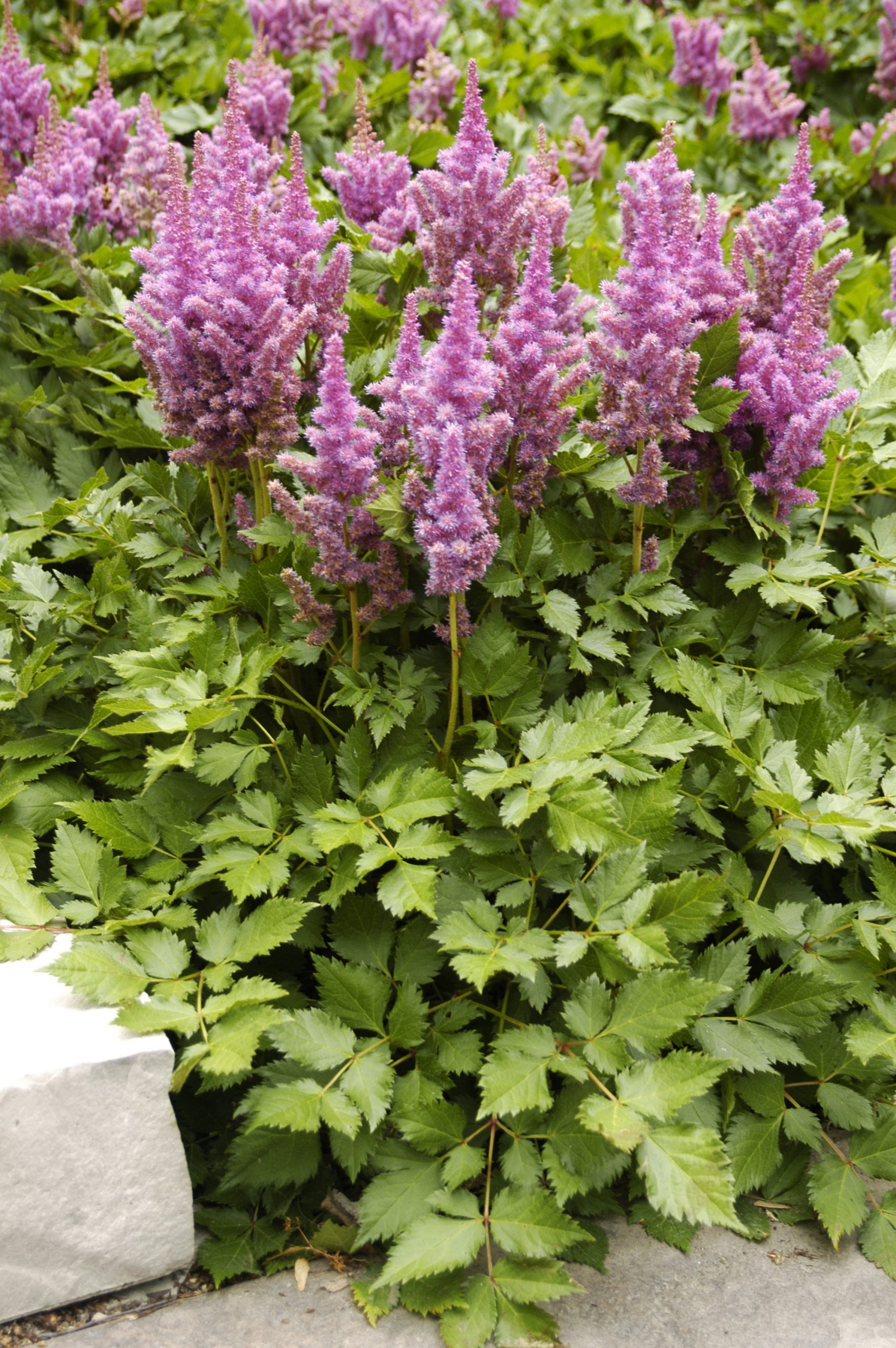 Astilbe, Visions – A+ Garden Center | Duluth, Minnesota | Plants, Trees ...
