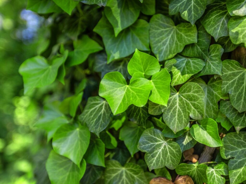 Ivy, Assorted - A+ Garden Center | Duluth, Minnesota | Plants, Trees ...