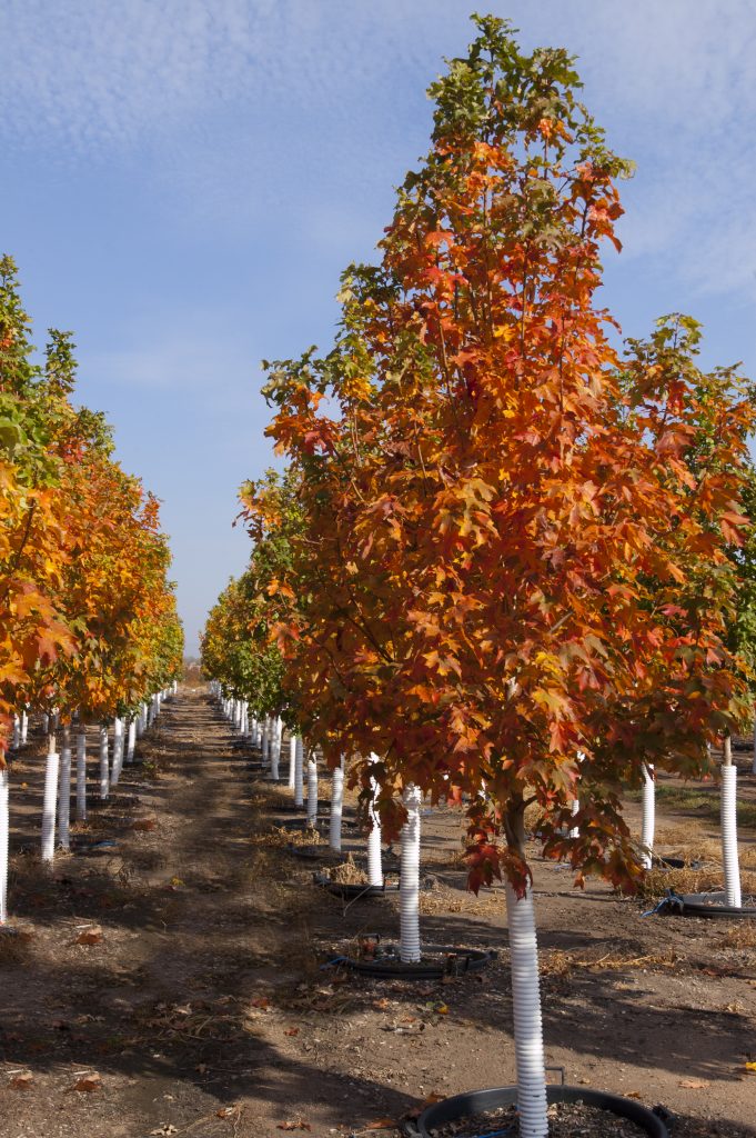 Sugar Maple, Fall Fiesta® – A+ Garden Center | Duluth, Minnesota ...