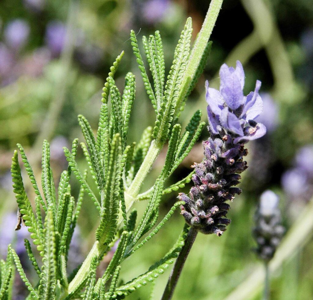 Lavender, French - A+ Garden Center | Duluth, Minnesota | Plants, Trees ...