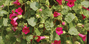 Vines – Lophospermum Lofos (Compact Rose) – A+ Garden Center | Duluth ...