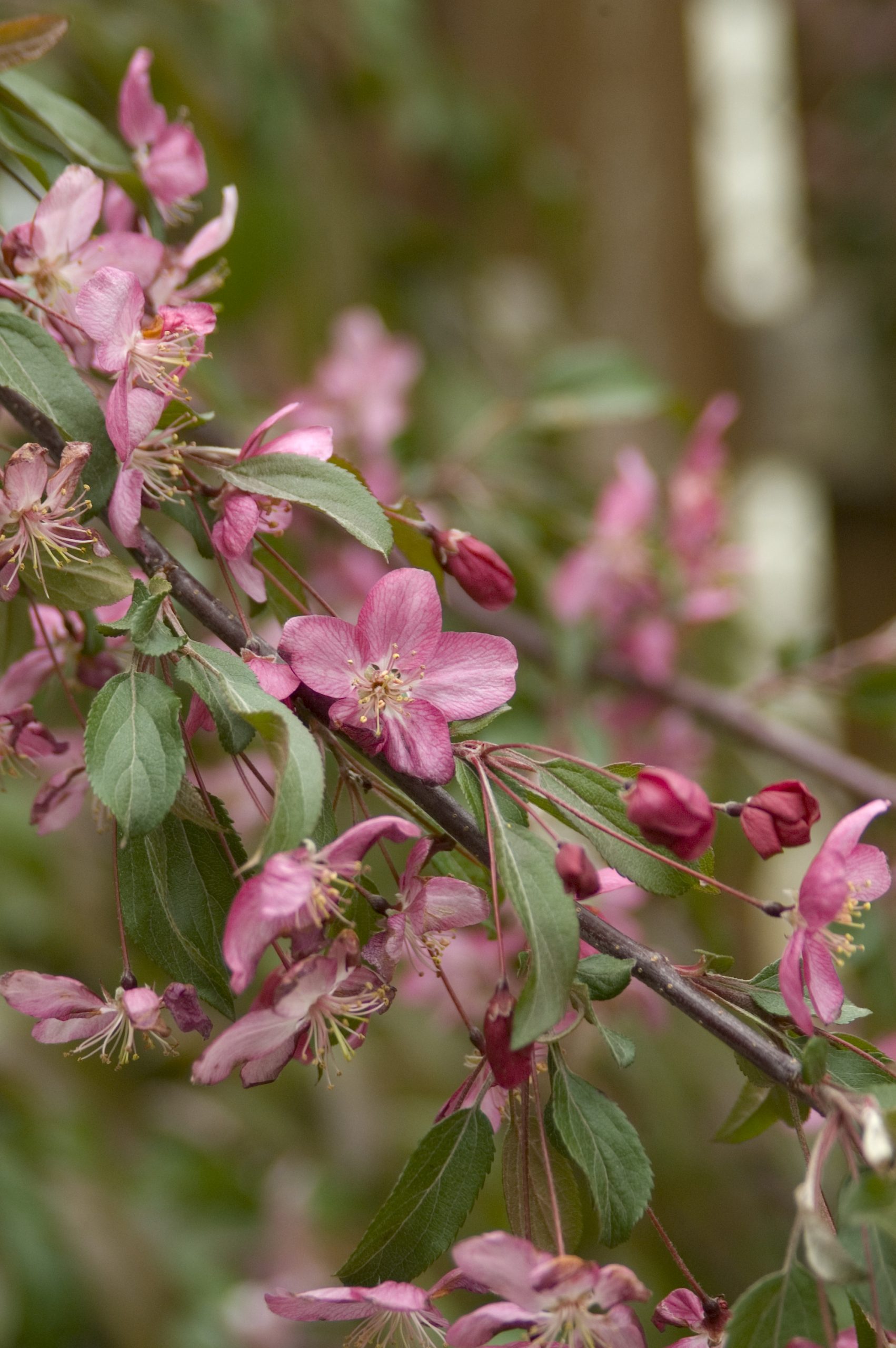 Crabapple, First Editions® Ruby Tear – A+ Garden Center | Duluth ...