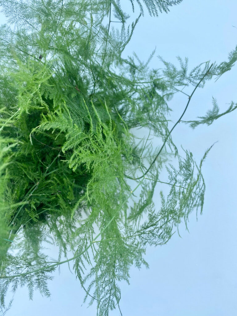 Fern, Plumosa - A+ Garden Center | Duluth, Minnesota | Plants, Trees ...