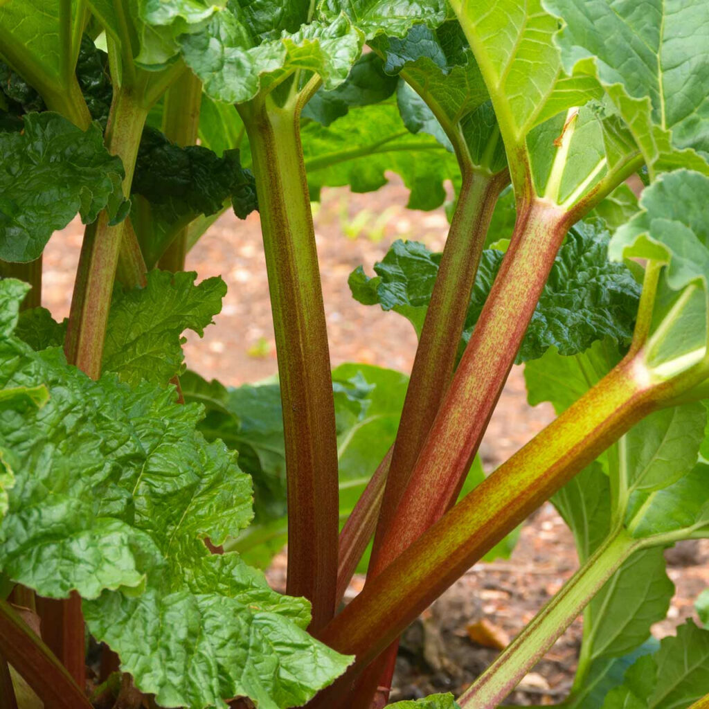 Rhubarb, Victoria - A+ Garden Center | Duluth, Minnesota | Plants ...