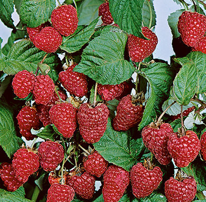 Raspberry, Boyne – A+ Garden Center | Duluth, Minnesota | Plants, Trees ...