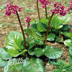 Bergenia Cordifolia, Red Beauty – A+ Garden Center | Duluth, Minnesota ...