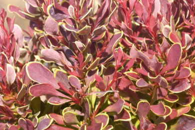 Barberry, Golden Ruby® - A+ Garden Center | Duluth, Minnesota | Plants ...