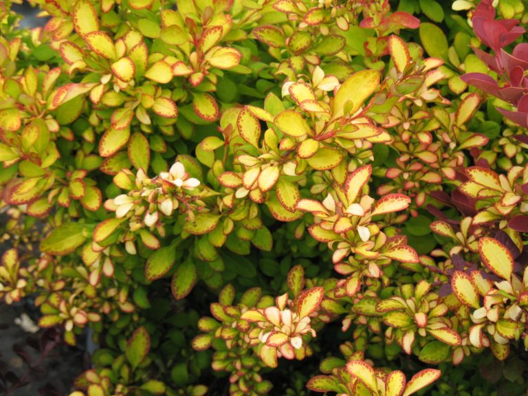 Shrubs - A+ Garden Center | Duluth, Minnesota | Plants, Trees, Shrubs ...