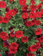Annuals - A+ Garden Center | Duluth, Minnesota | Plants, Trees, Shrubs ...