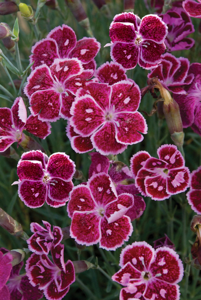 Dianthus, Fire & Ice - A+ Garden Center | Duluth, Minnesota | Plants ...