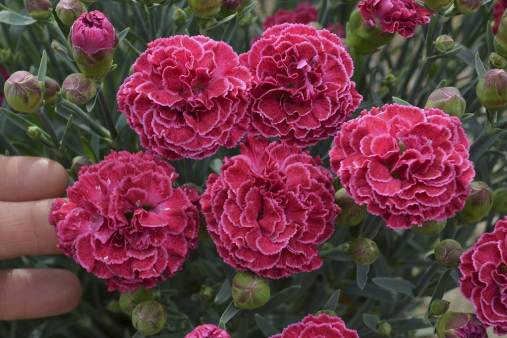 Dianthus, Fruit Punch® Raspberry Ruffles - A+ Garden Center | Duluth ...