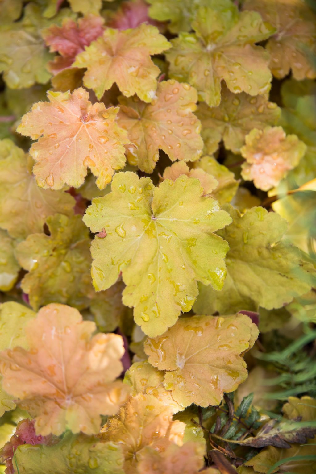 Coral Bells, Caramel - A+ Garden Center | Duluth, Minnesota | Plants ...