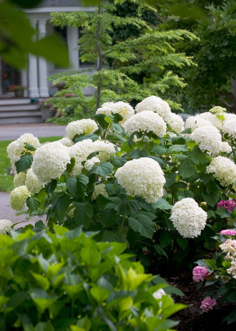 Hydrangea, Invincibelle Limetta® - A+ Garden Center | Duluth, Minnesota ...
