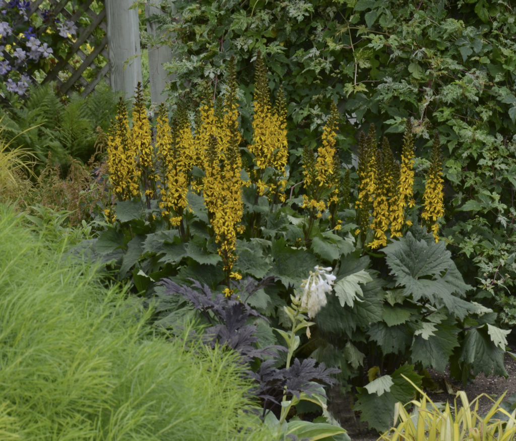 Ligularia, Bottle Rocket - A+ Garden Center | Duluth, Minnesota ...
