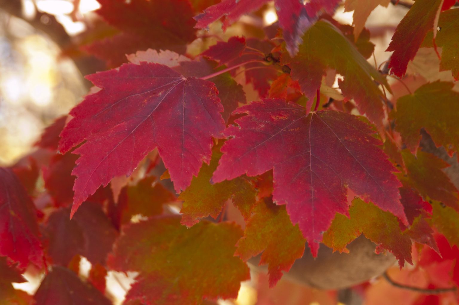 Maple, Autumn Spire - A+ Garden Center | Duluth, Minnesota | Plants ...