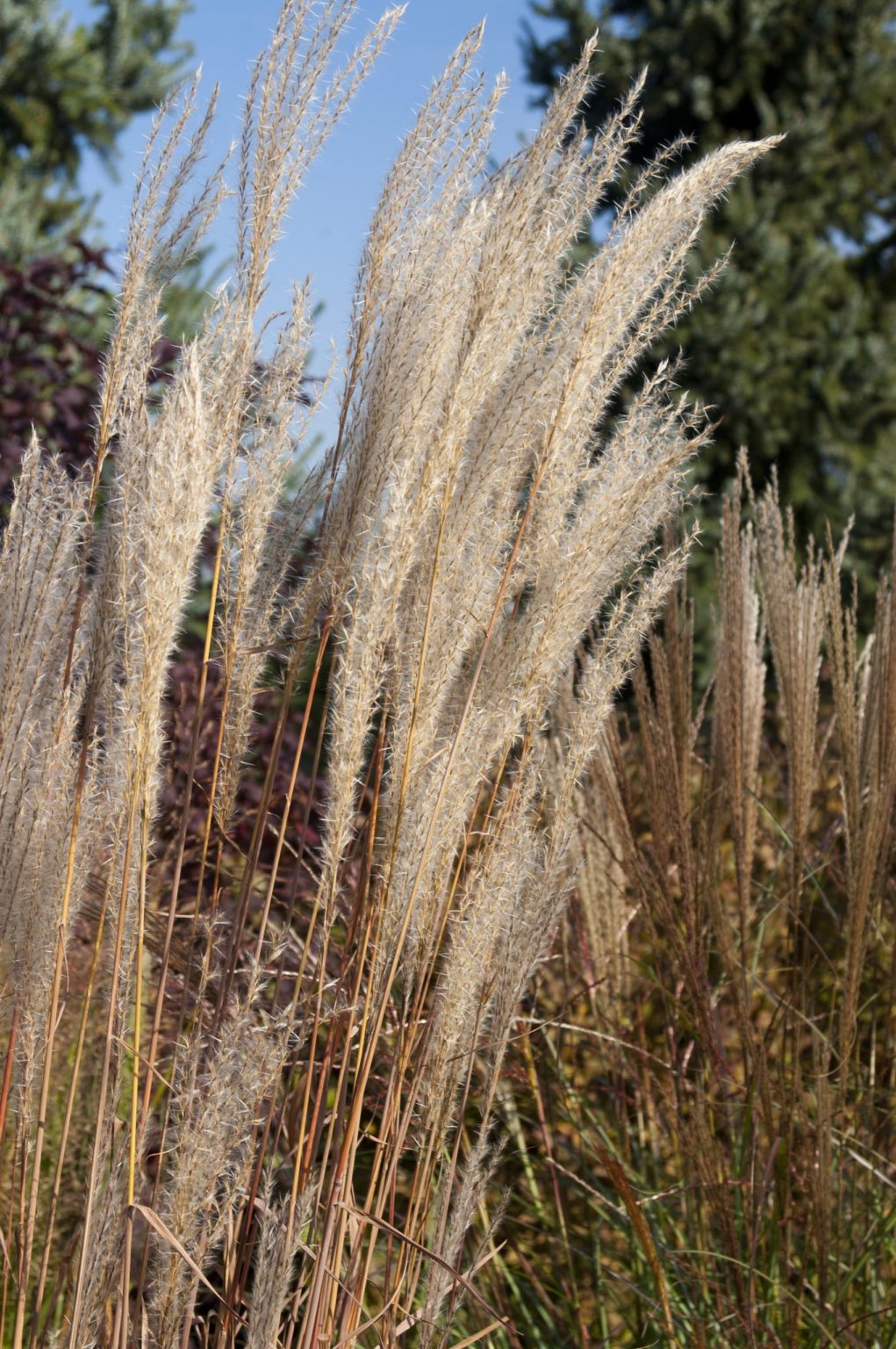 Grass Flame A Garden Center Duluth Minnesota Plants Trees Shrubs Flowers Annuals