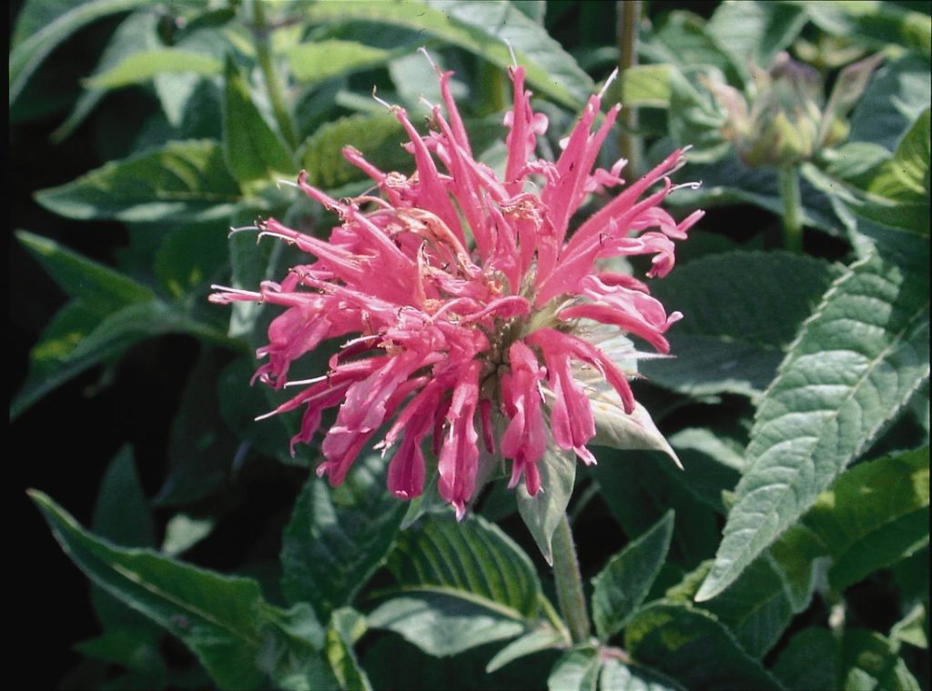 Bee Balm, Coral Reef - A+ Garden Center | Duluth, Minnesota | Plants ...