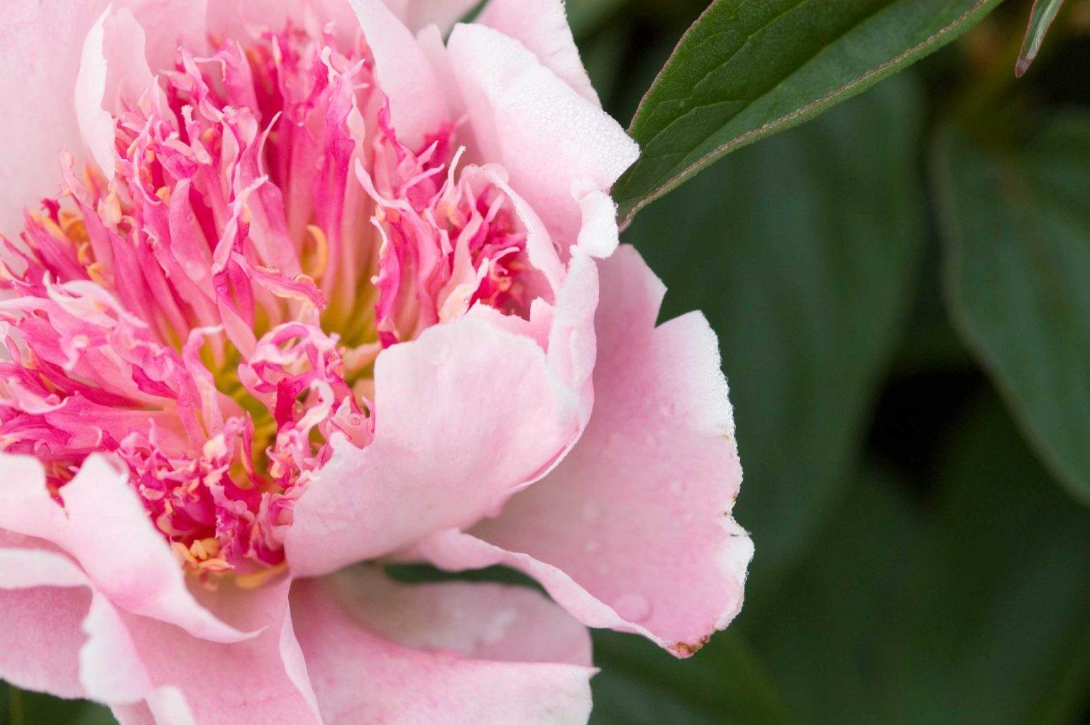 Peony, Do Tell - A+ Garden Center | Duluth, Minnesota | Plants, Trees ...