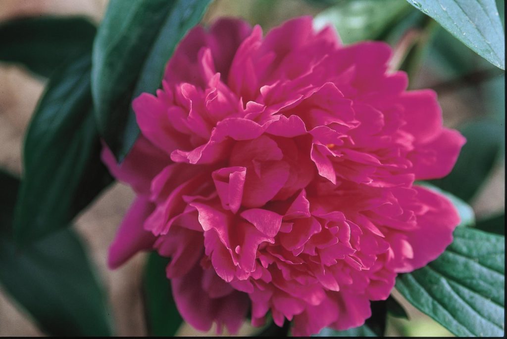 Peony, Kansas - A+ Garden Center | Duluth, Minnesota | Plants, Trees ...
