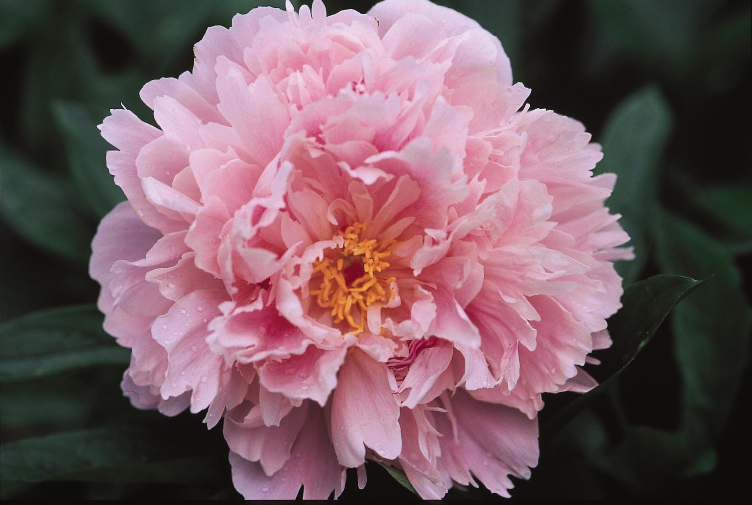 Peony, Sarah Bernhardt - A+ Garden Center | Duluth, Minnesota | Plants ...