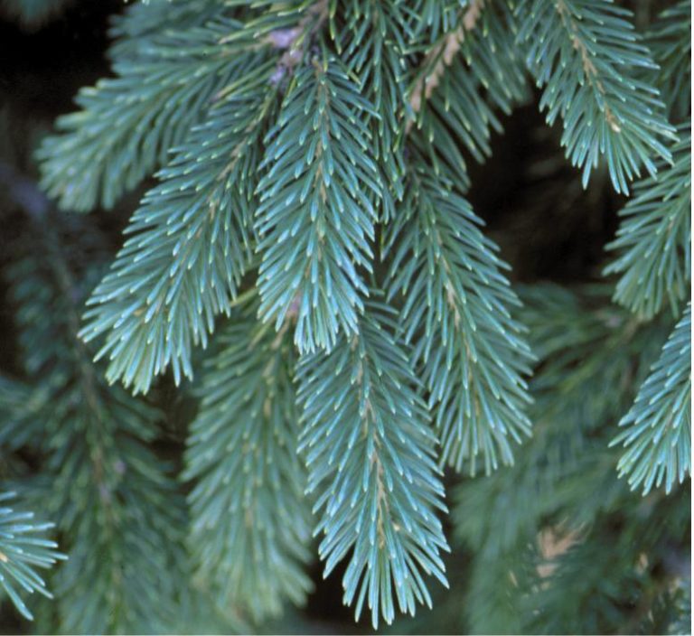 Spruce, Black Hills - A+ Garden Center | Duluth, Minnesota | Plants ...