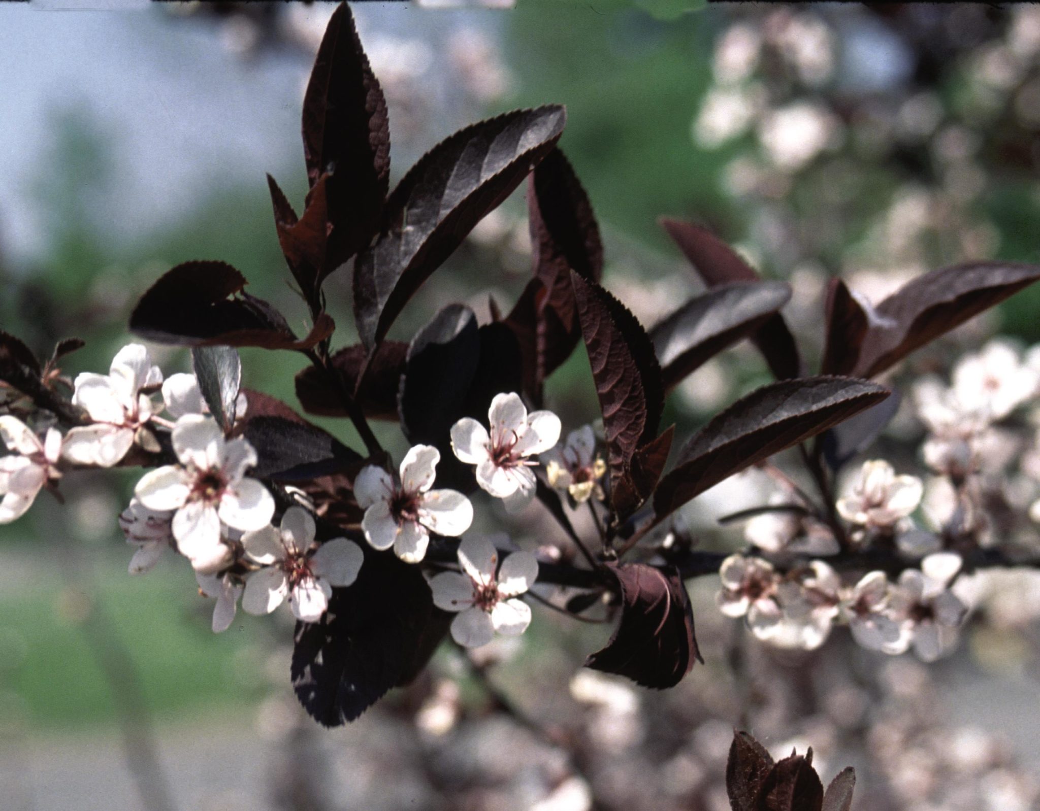 Sand Cherry, Purpleleaf - A+ Garden Center | Duluth, Minnesota | Plants ...
