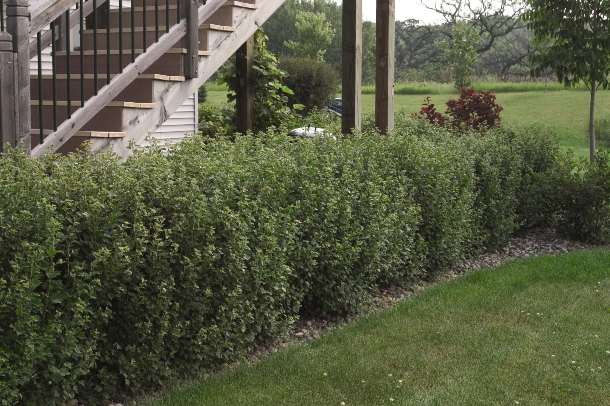 Alpine Currant - A+ Garden Center | Duluth, Minnesota | Plants, Trees ...