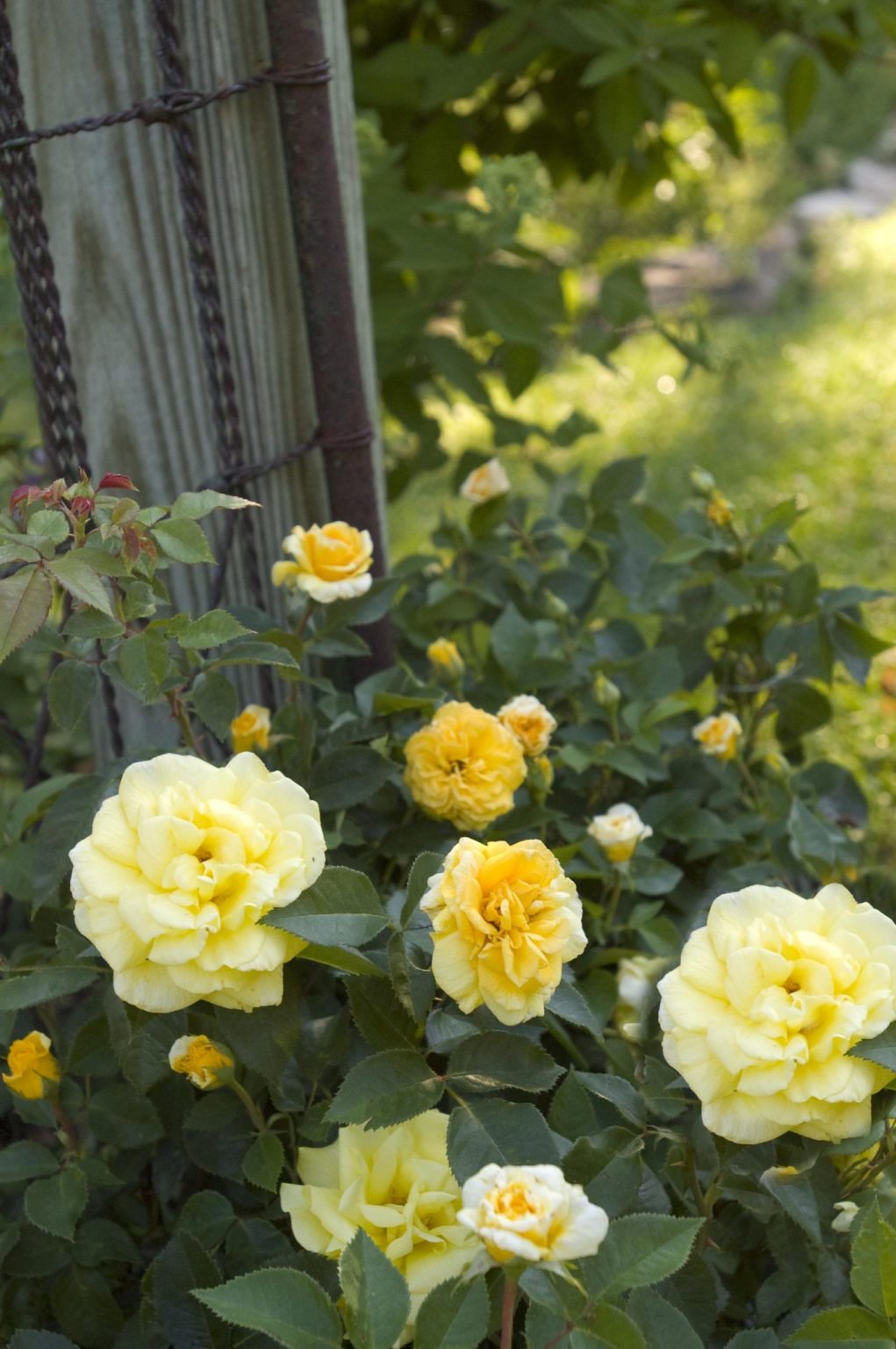 Rose, Easy Elegance® High Voltage - A+ Garden Center | Duluth ...