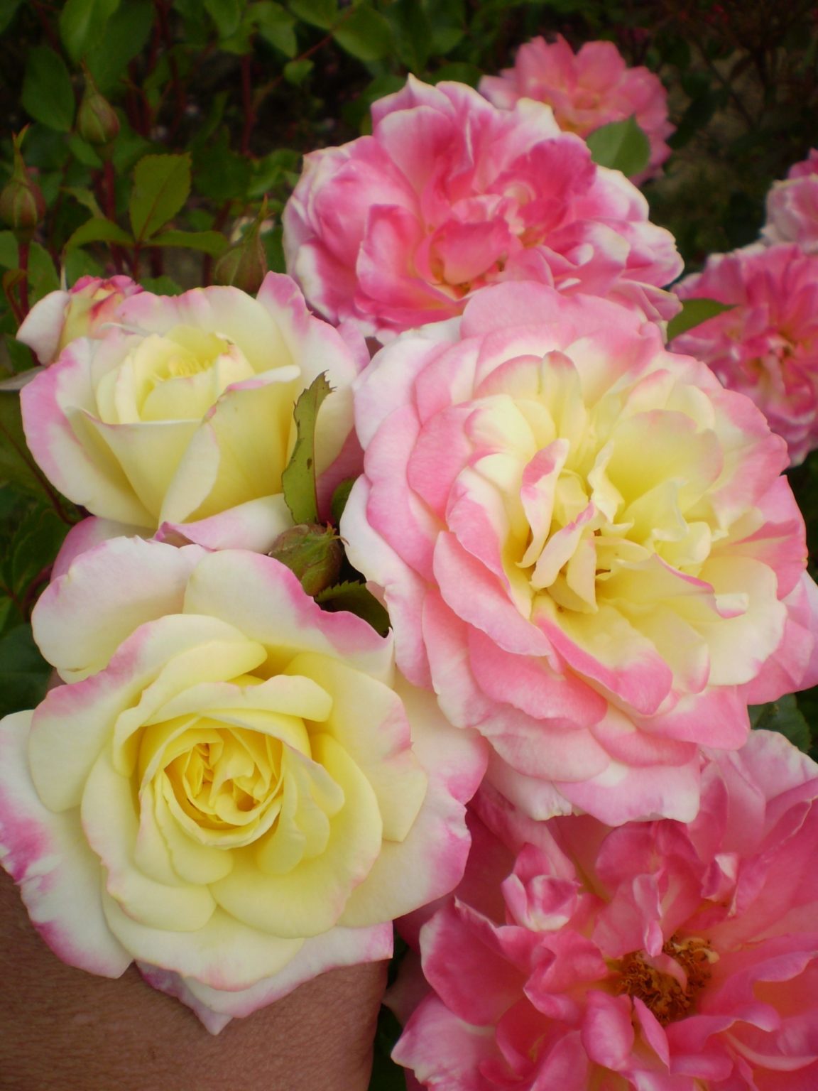 Rose, Easy Elegance® Music Box - A+ Garden Center | Duluth, Minnesota ...