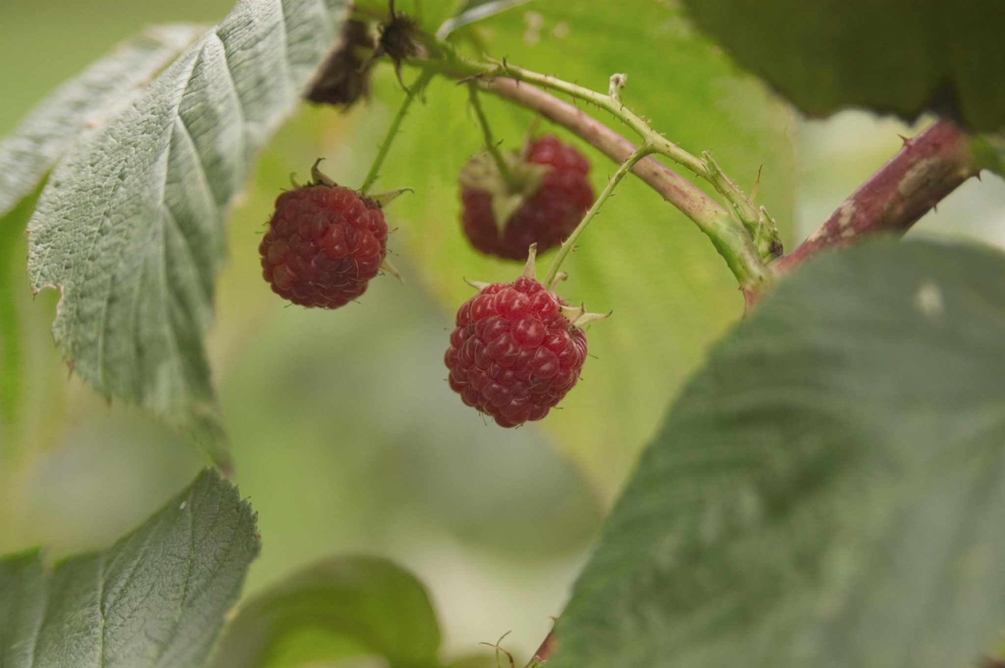 Raspberry, Souris - A+ Garden Center | Duluth, Minnesota | Plants ...