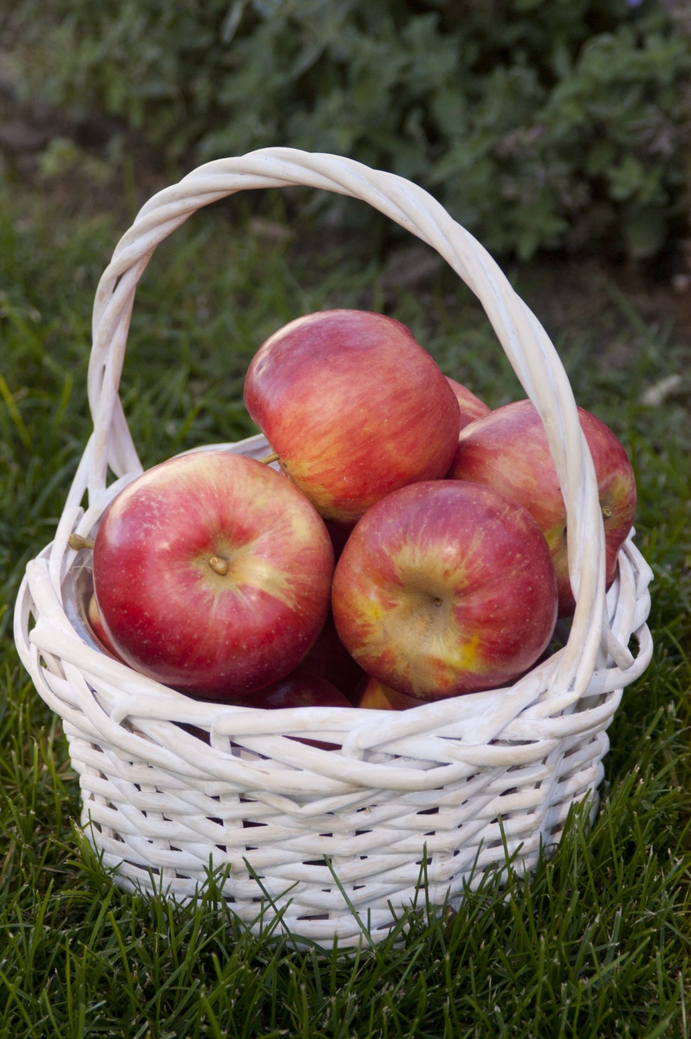 Apple, Fireside - A+ Garden Center | Duluth, Minnesota | Plants, Trees ...