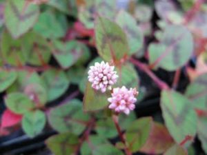 Pink Pinheads - A+ Garden Center | Duluth, Minnesota | Plants, Trees ...