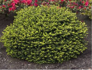 Spruce, Norway Dwarf - A+ Garden Center | Duluth, Minnesota | Plants ...