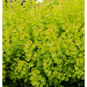 Smoke Bush, Golden Spirit - A+ Garden Center | Duluth, Minnesota ...