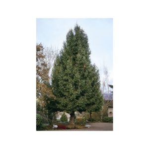 Spruce, Norway - A+ Garden Center | Duluth, Minnesota | Plants, Trees ...