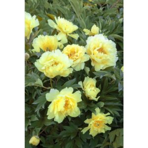 Peony, Itoh Yumi™ (Beauty) - A+ Garden Center | Duluth, Minnesota ...